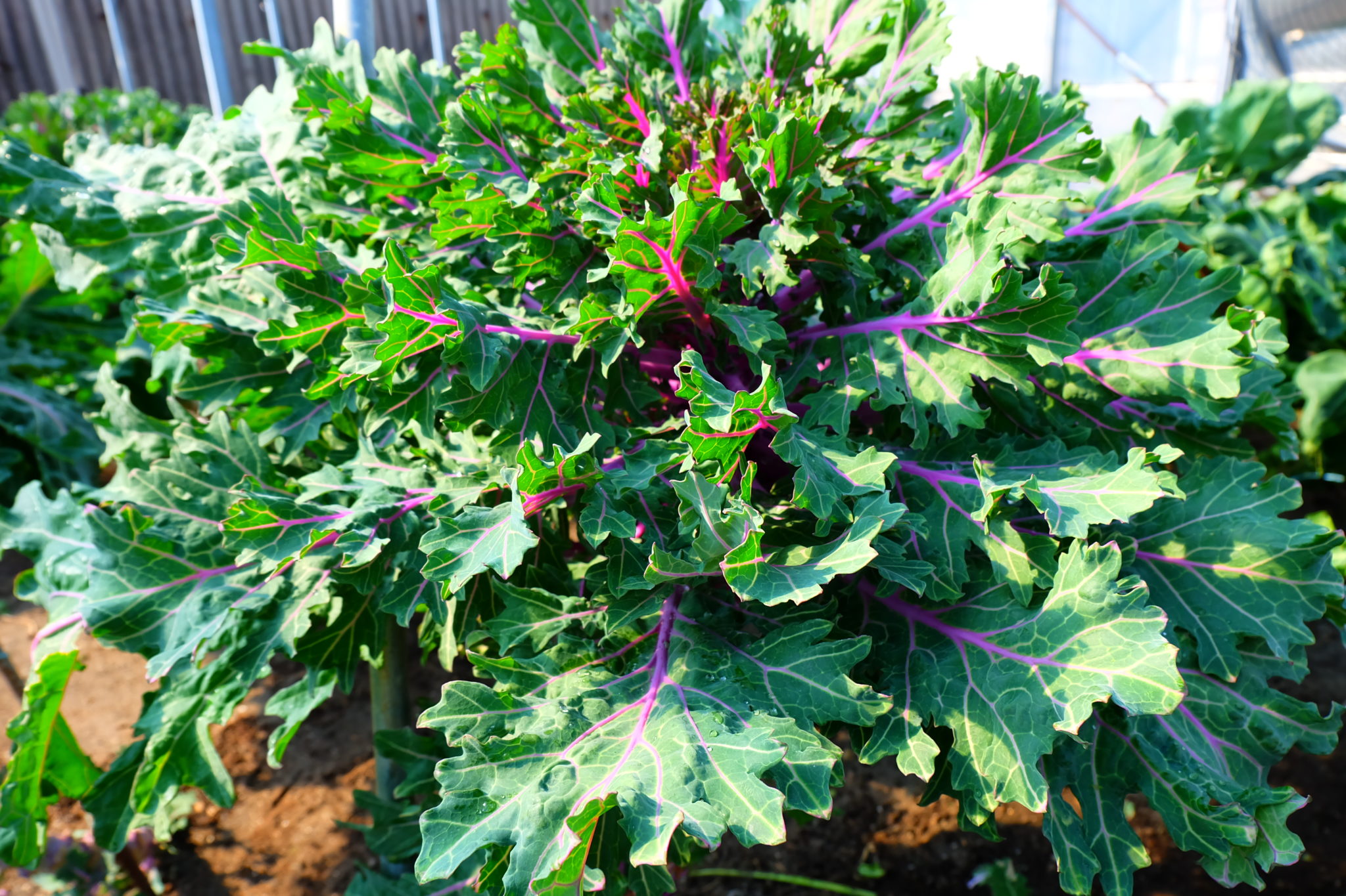 農園直営レストラン DON FARM(ドンファーム) – 小沼みのり【オフィシャルサイト】